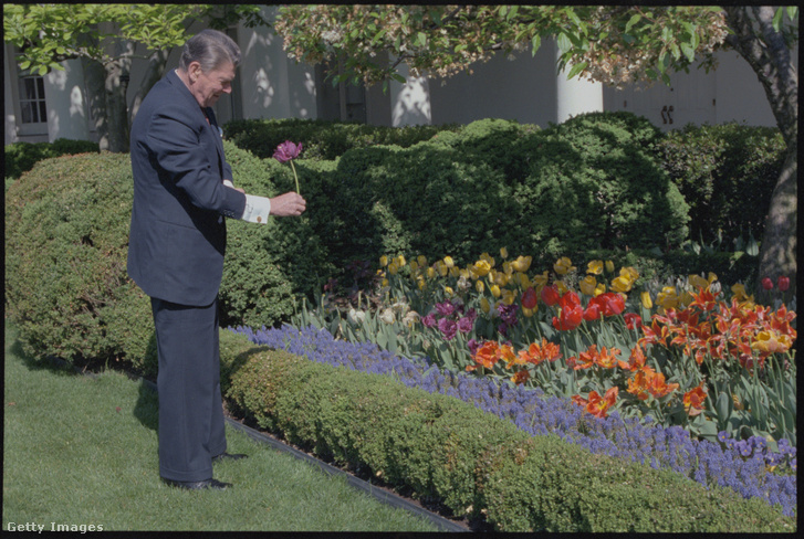 Index - FOMO - Trump leburkoltatná a Fehér Ház híres rózsakertjét ...