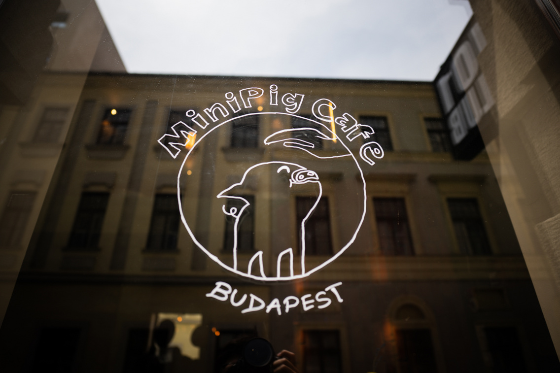 Ha valahol, hát itt biztosan malacod lesz! – A MiniPig Cafe Budapest ...