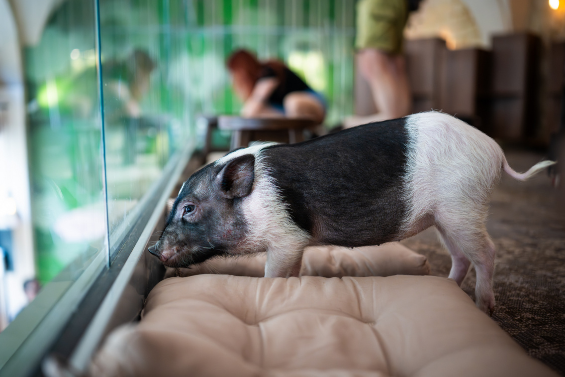 Ha valahol, hát itt biztosan malacod lesz! – A MiniPig Cafe Budapest - Cikkek - We love Budapest