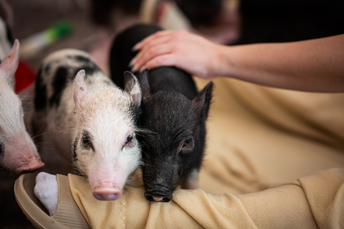 Ha valahol, hát itt biztosan malacod lesz! – A MiniPig Cafe Budapest - Cikkek - We love Budapest