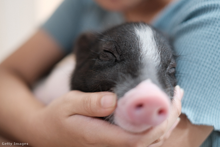 Index - Belföld - Vizsgálatot indított a Nébih a budapesti törpemalacos ...