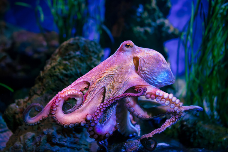 Velvet - Check-out - Furcsa állatos tények, amikről még biztos nem hallott