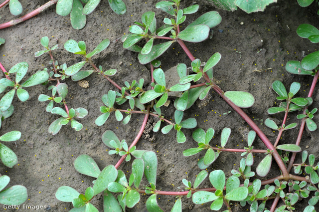 Sokan gaznak hiszik, pedig rendbe teszi a májad és a veséd is ez a ...