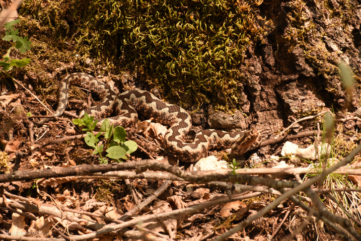 Index - Külföld - Mérges viperamarásokra figyelmeztetnek a népszerű ...