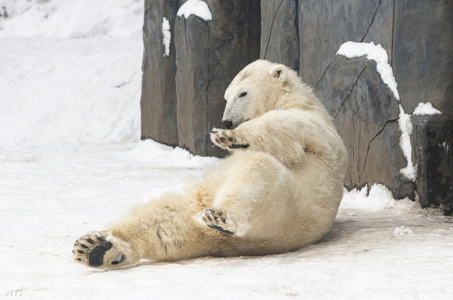 Amerikában is a magyar tél a téma: tömegek lelkesednek ezért a videóért ...